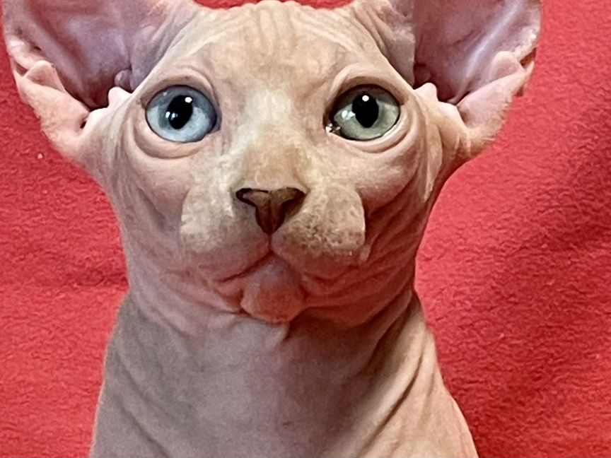 Эльф кошечка девочка белая разноглазая