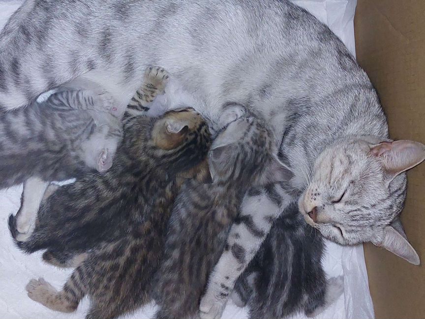 Бенгальская кошка бесплатно
