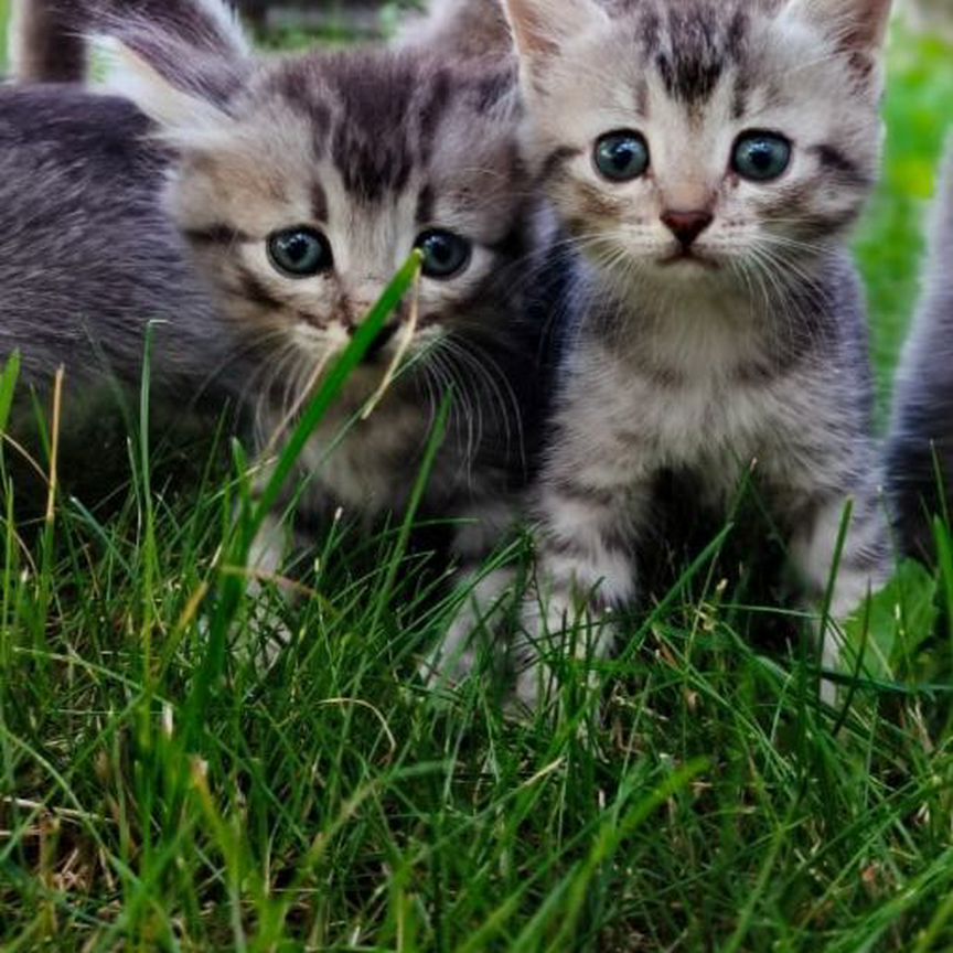 Котята в добрые руки бесплатно