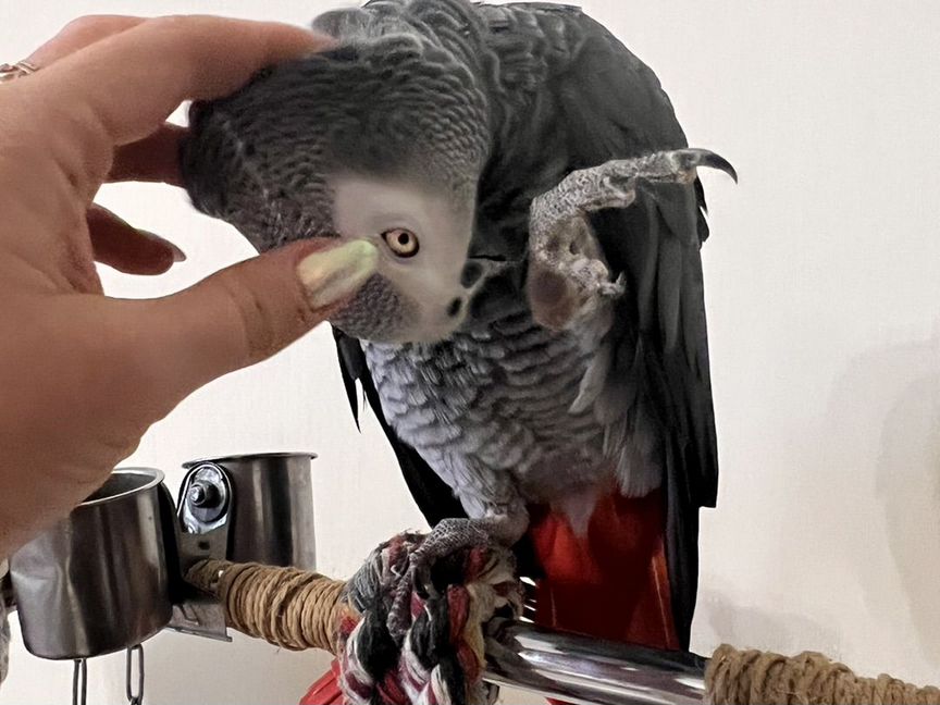 Говорящий попугай