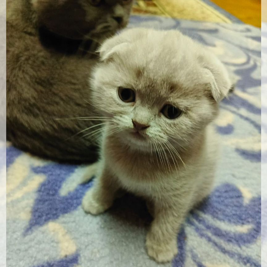 Вельштерьер