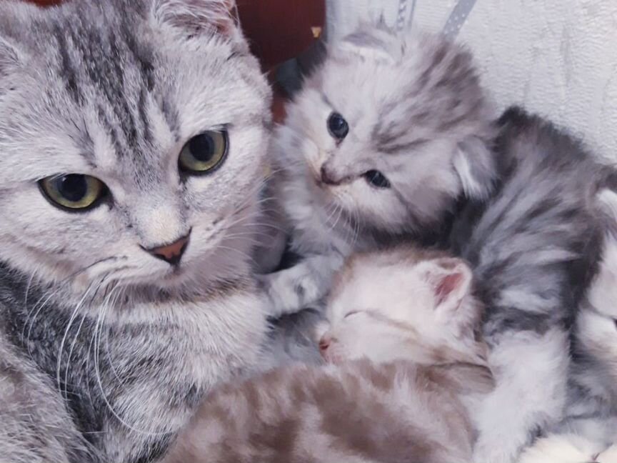 Шотландские котята