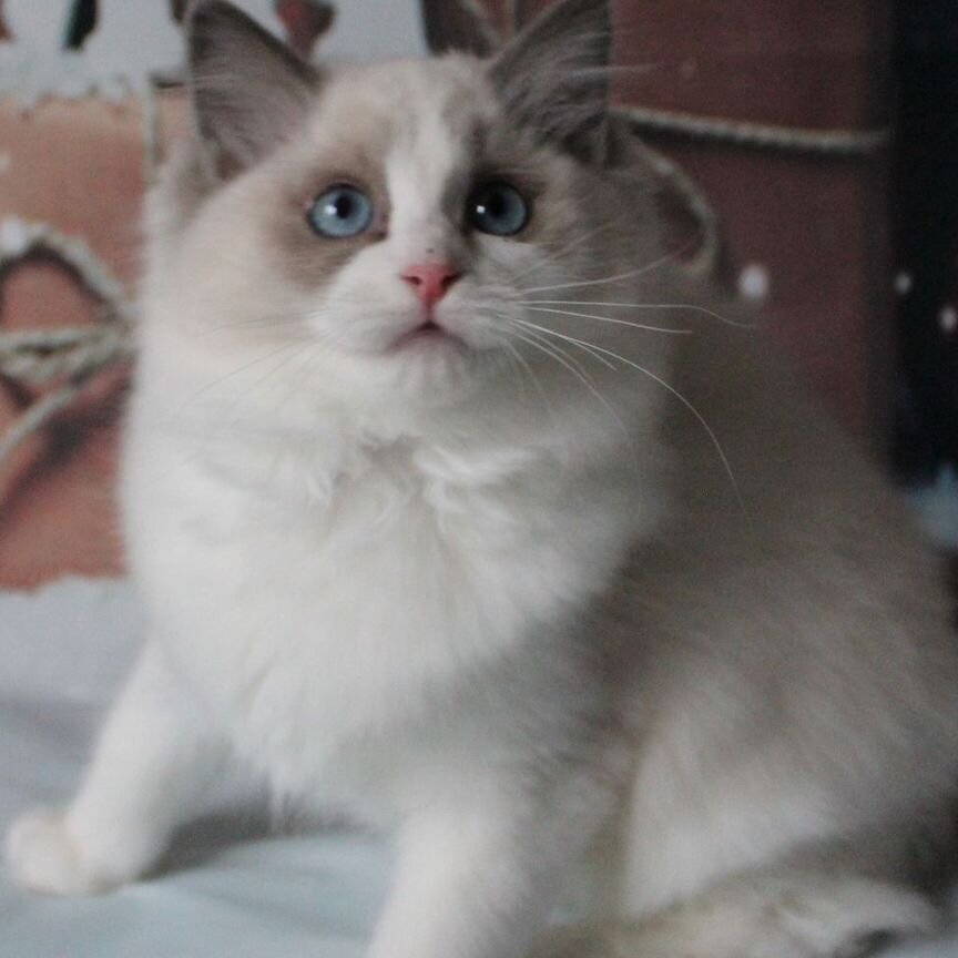 Котёнок-кошечка породы Ragdoll (тряпичная кукла)