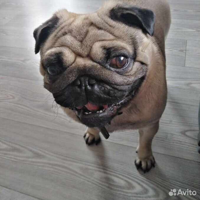 Мопс вязка мальчик