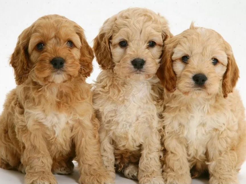 Щенульки кока-пу