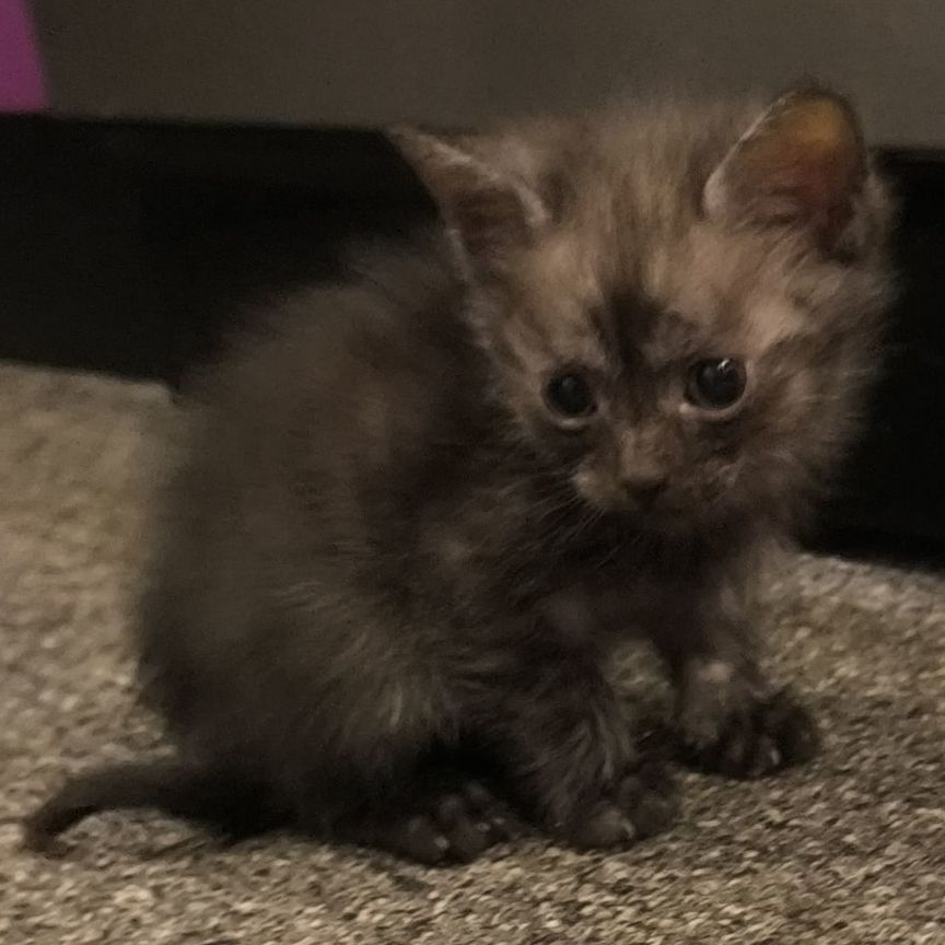 Котёнок в добрые руки