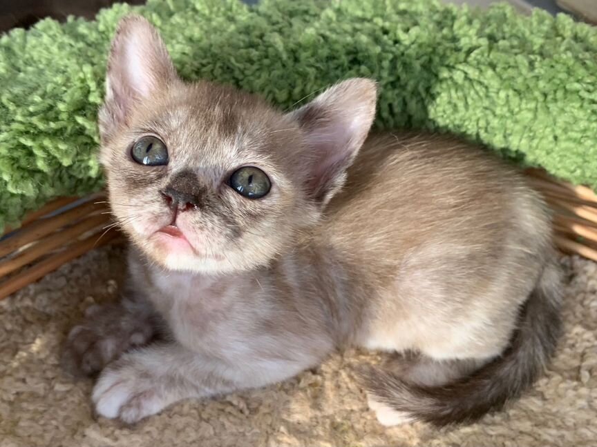 Бурманские котята девочка