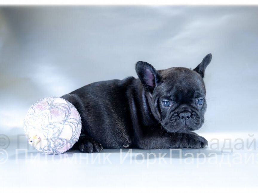 Французский бульдог черный