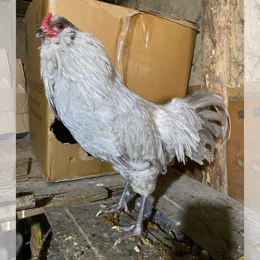 Петушки Амераукана Лаванда