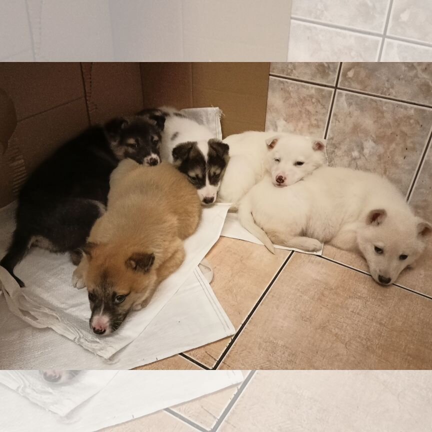 Щенок в добрые руки