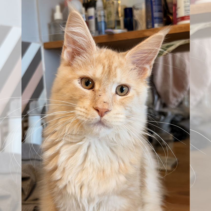 Мейн-кун котёнок