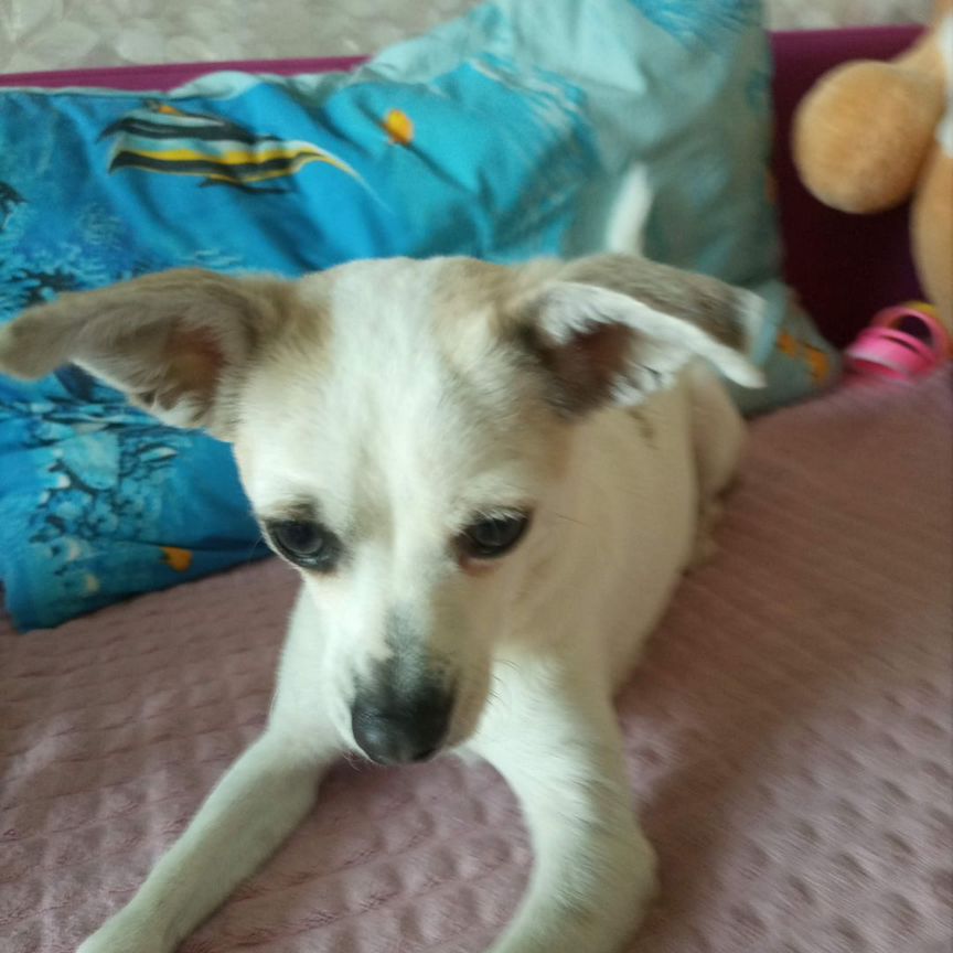 Отдам собаку