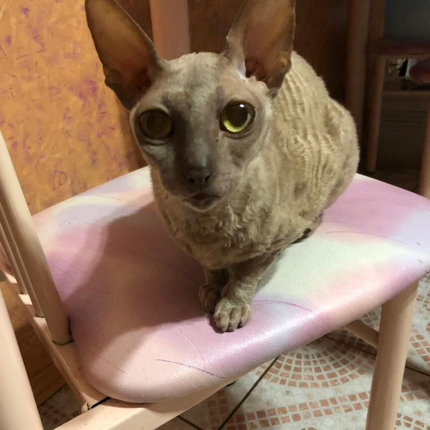 Корниш рекс кошка