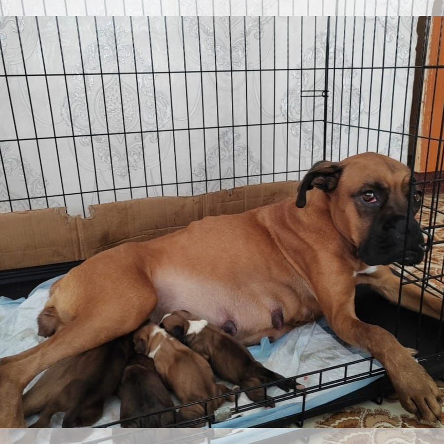 Щенки боксера