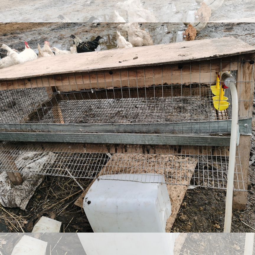 Клетки для перепелов бу