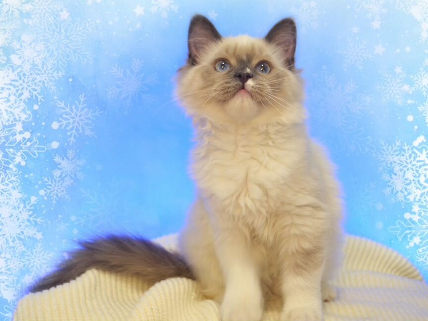 Звонко мурчащая девочка регдолл