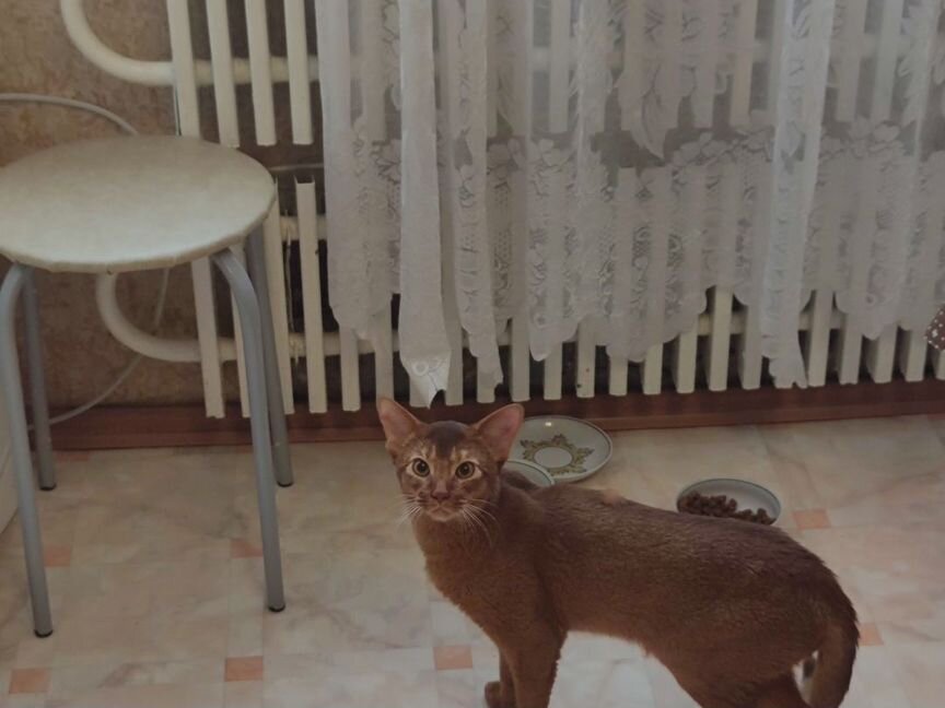 Кот Абессинец