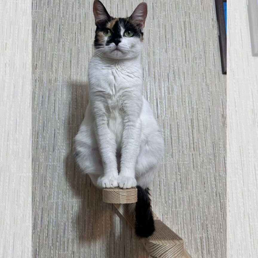 Взрослая, кошка в добрые руки
