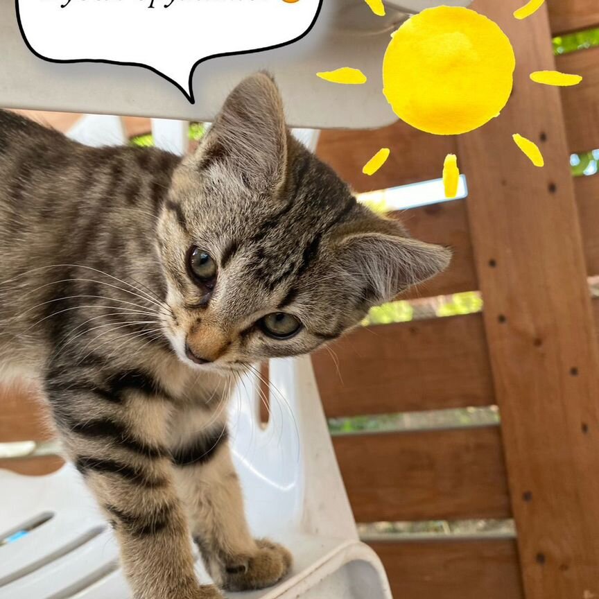 Игривая кошечка