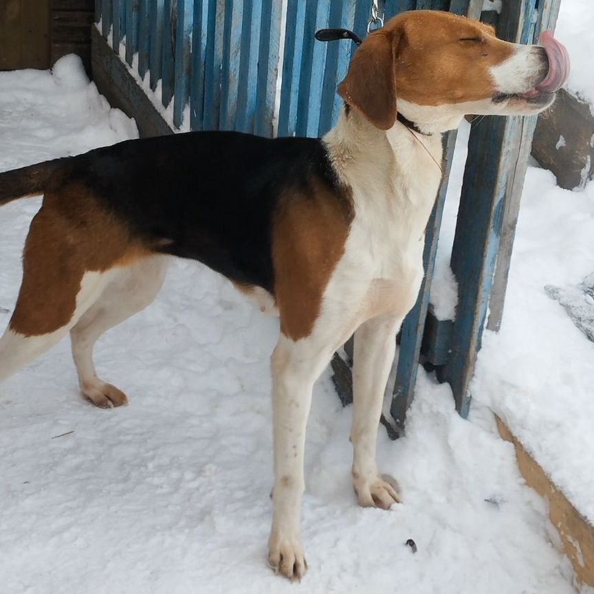 Русская пегая гончая, взрослая собака