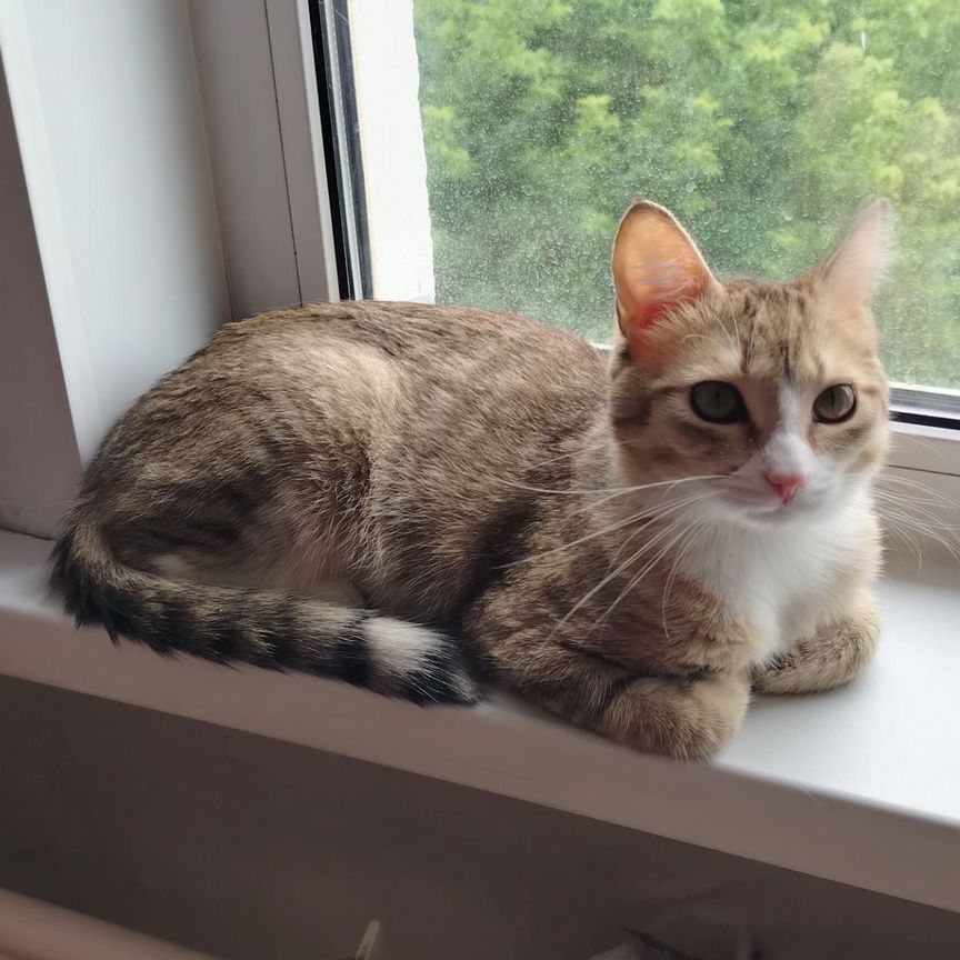 Отдам бесплатно кота
