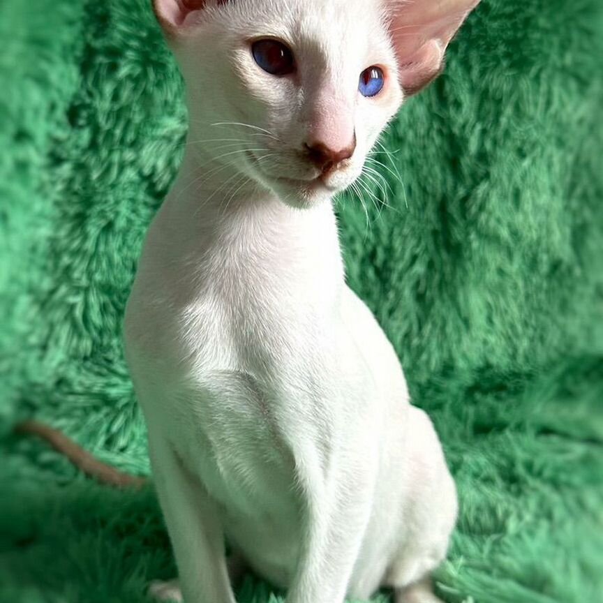 Ориентальные котята