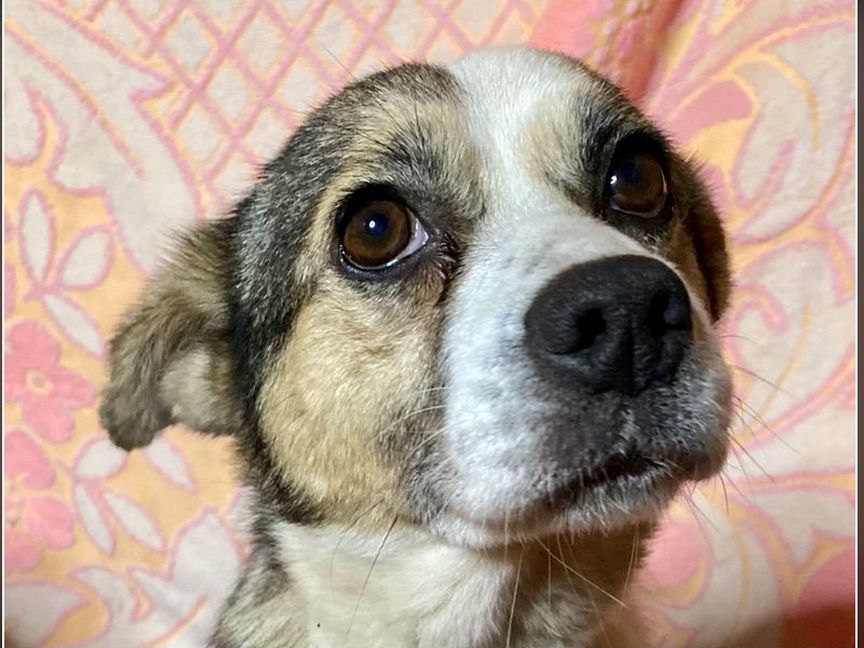 Идеальная собака для людей старшего возраста