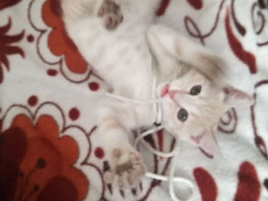 Котёнок Пёс
