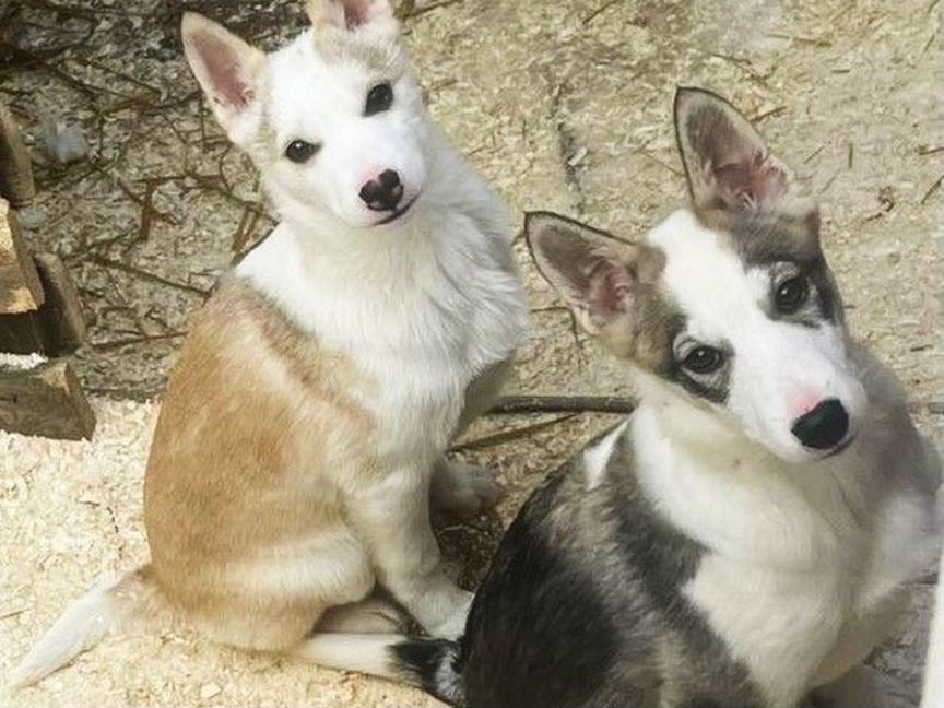 Отдам щенков метисов лайки и маламута. Доставка