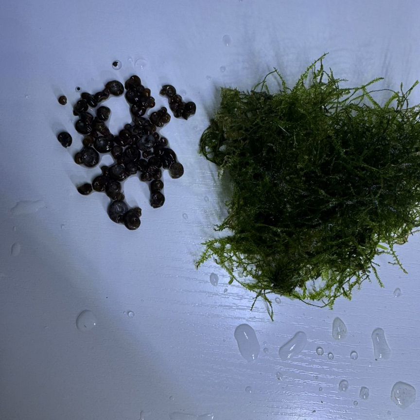 Аквариумное растение мох и улитки