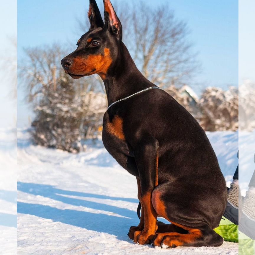 Доберман, щенок