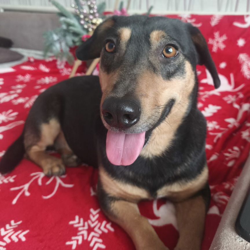 Взрослый пёс в добрые руки