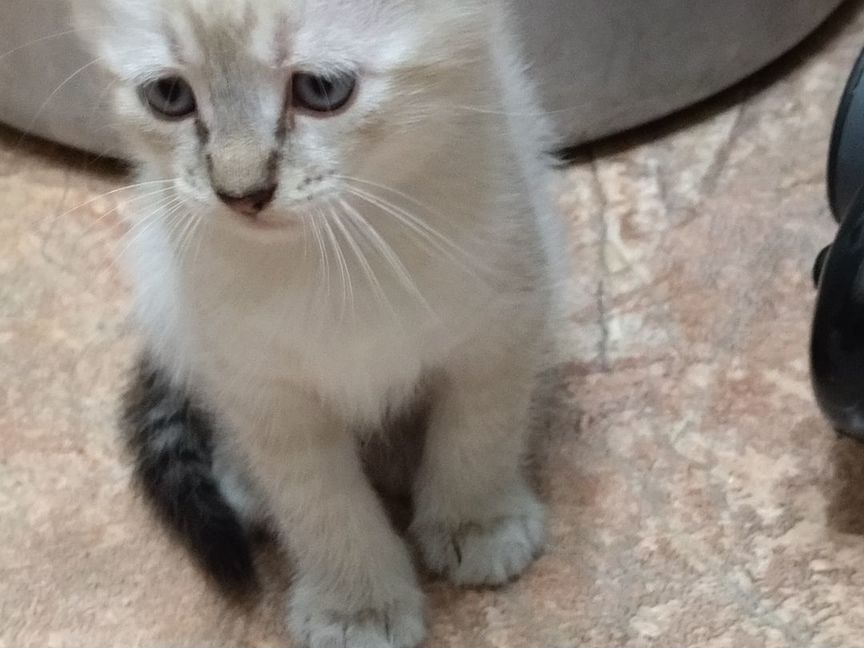 Отдам в добрые руки малышку