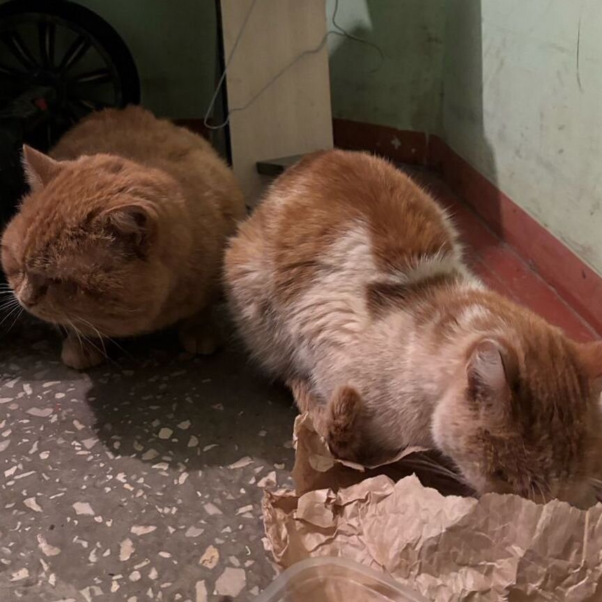 Взрослый кот в добрые руки