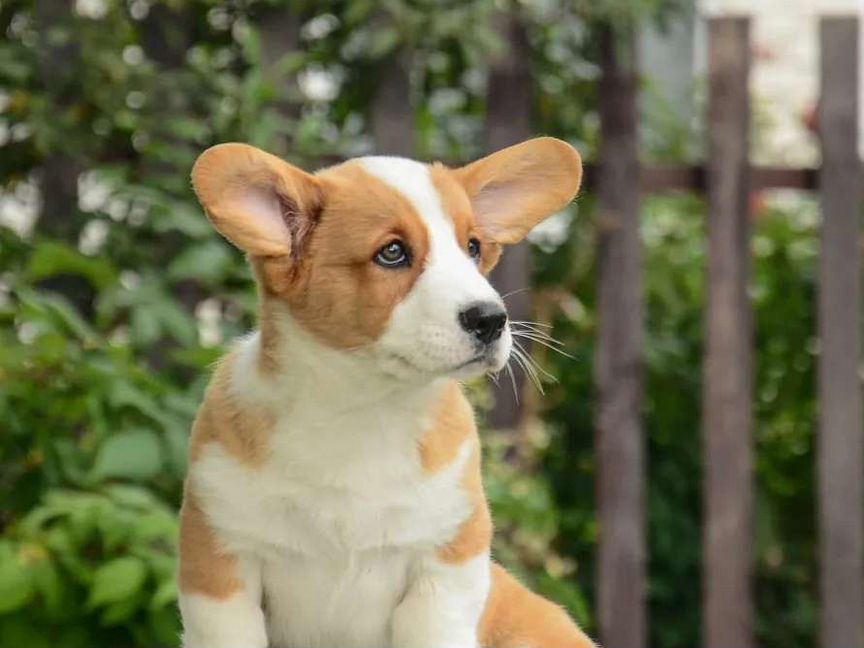 Щенки вельш корги кардиган