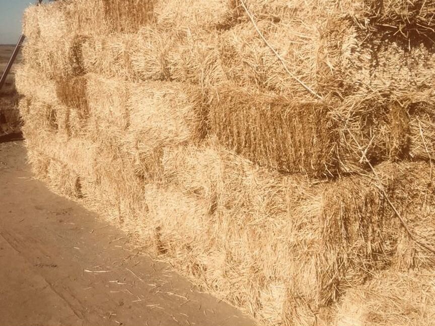Солома пшеничная
