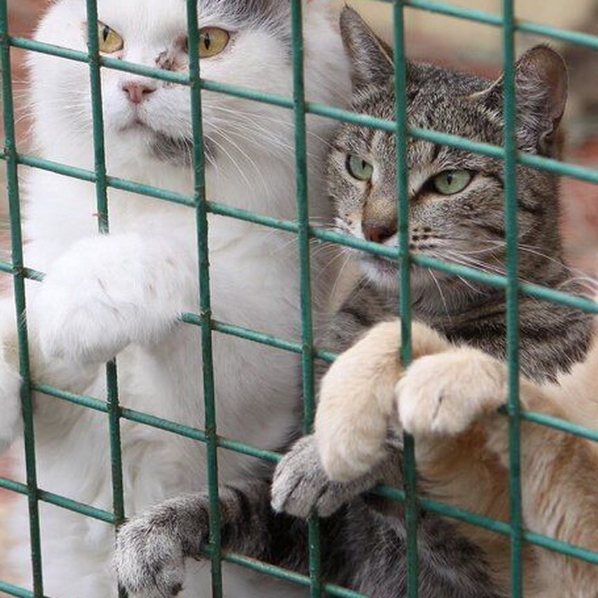 Котики мечтают стать домашними, в добрые руки