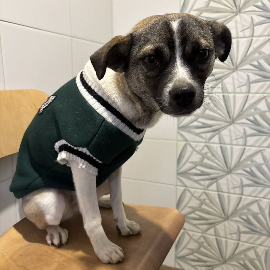 Взрослая собака в добрые руки