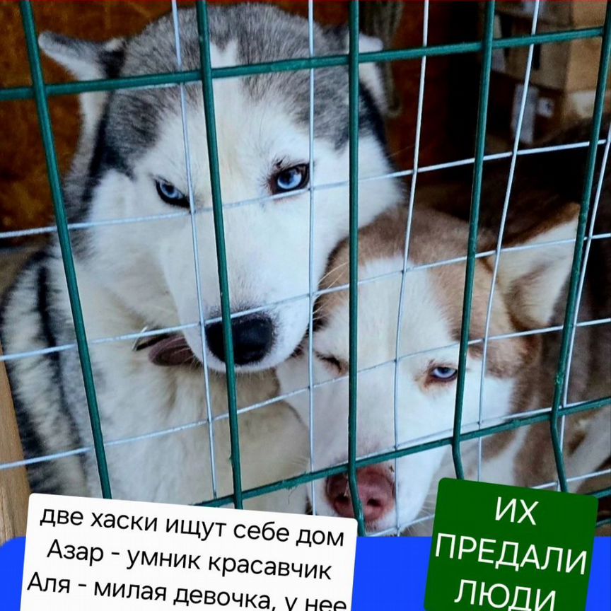 Хаски девочка без задней лапки и мальчик ищут вас