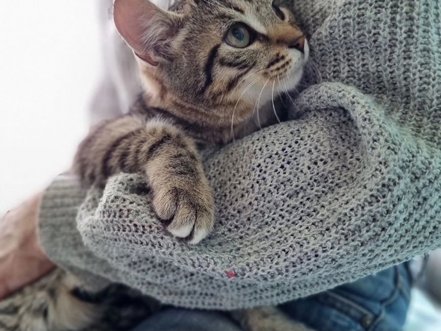 Котята