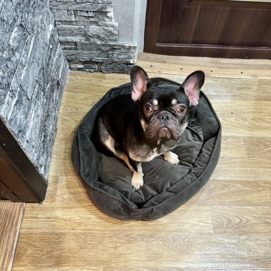 Французский бульдог в добрые руки