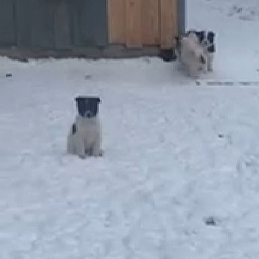 Лайка дворовая