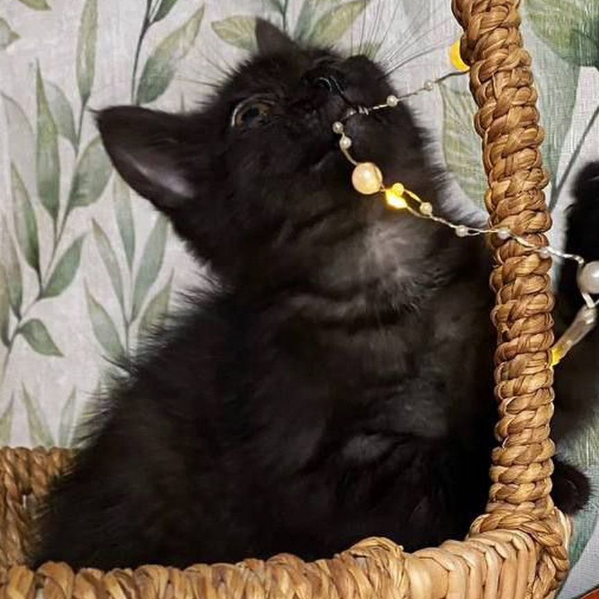 Черный котенок маленький