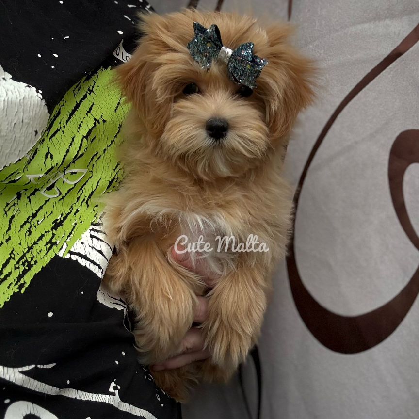 Мальтипу, щенок