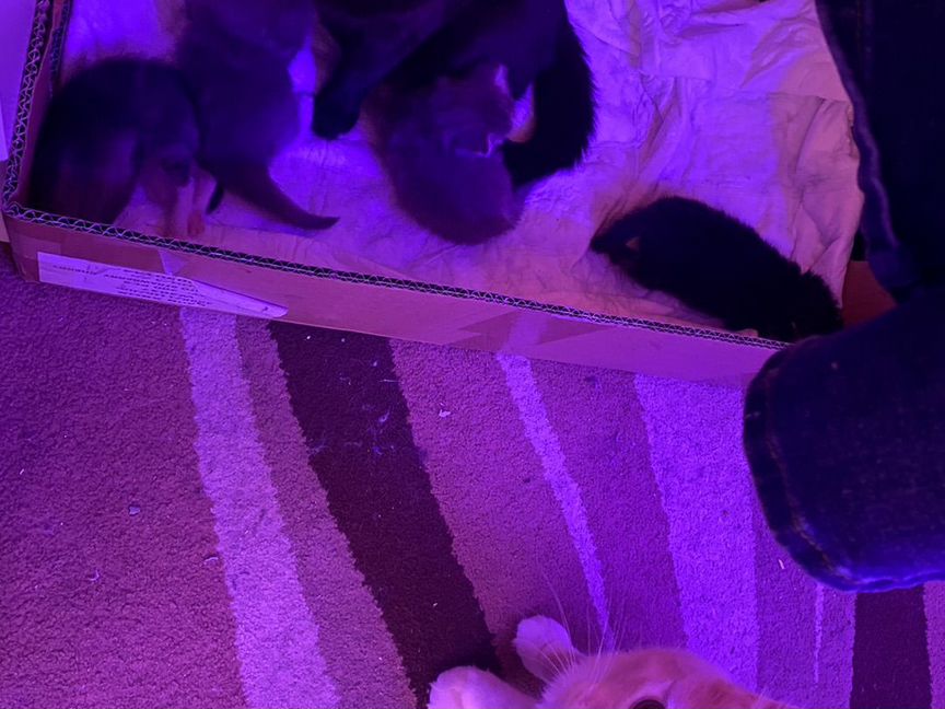 Котята в добрые руки