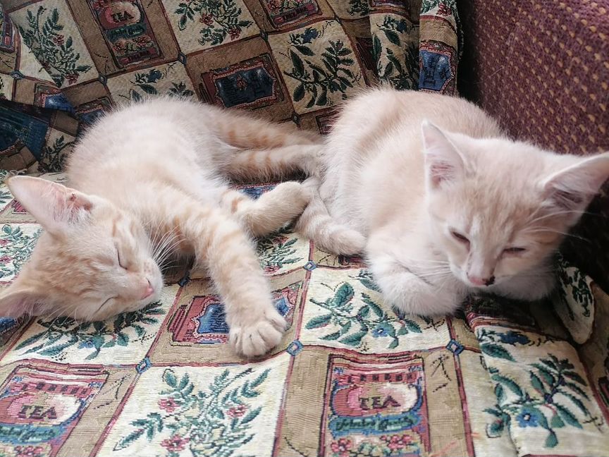 Котята в добрые руки