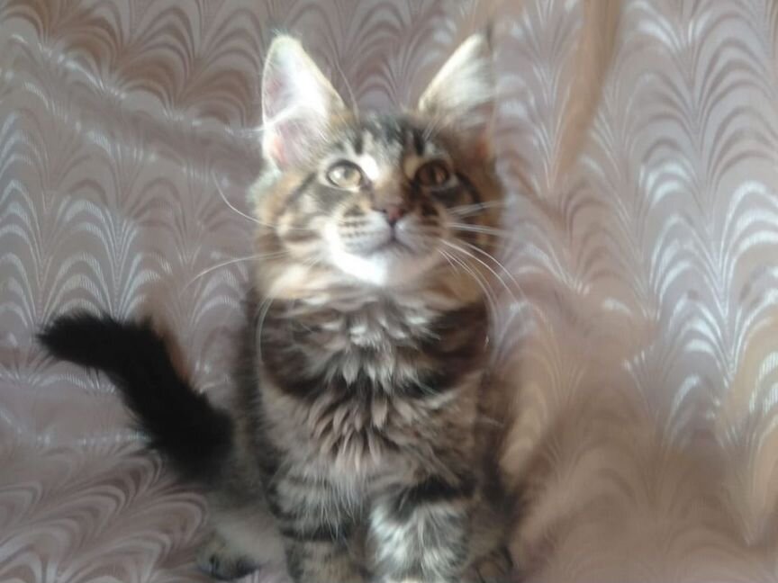 Котенок Мейн Кун и кошка