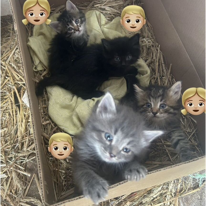 Котята в добрые руки