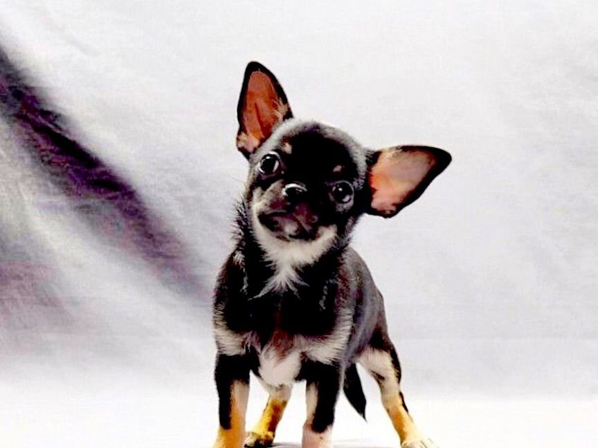 Чихуа девочка 3 месяца