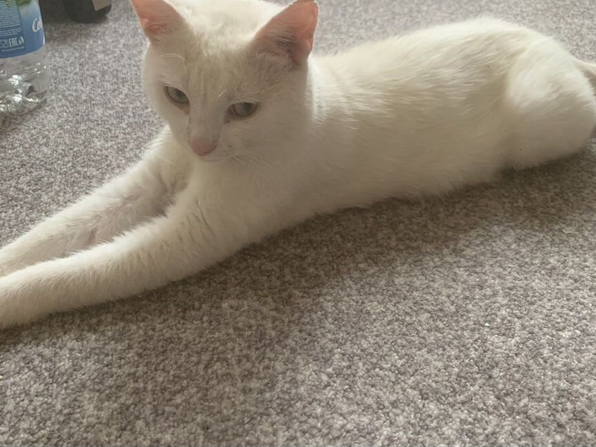 Беленький котик